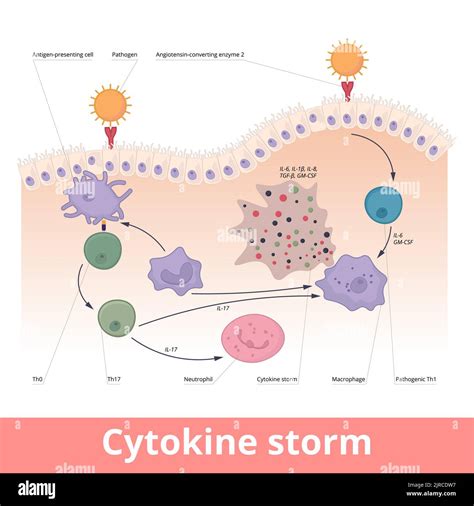 Cross Presentation Immunology