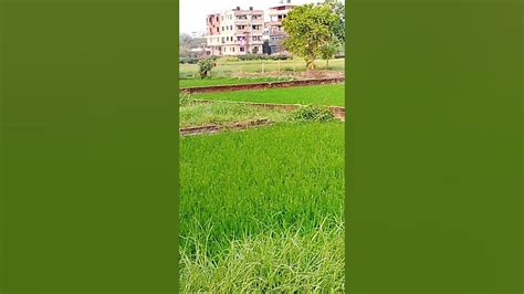 আমার লাগি তোমার বাড়ি গুলাপ লাগিও Banglasong Unfrezzm Song Baul Song Youtube