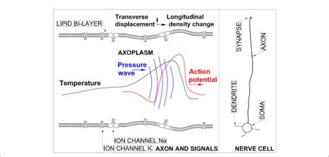 figure e left panel not to scale sketch of an axon and the signal download scientific diagram