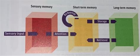 Memory Flashcards Quizlet Memory Flashcards Quizlet
