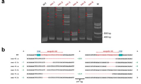 targeted editing of sacpd c gene in soybean transgenic hairy roots a