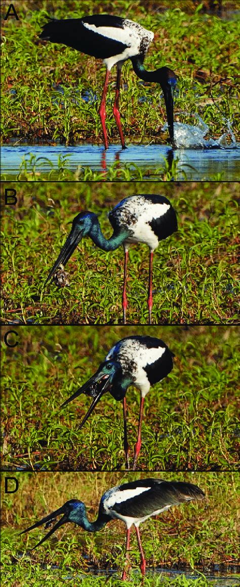 Ephippiorhynchus Asiaticus Killing And Consuming A Chelodina Canni By