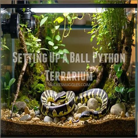 Ball Python Terrarium Setup Easy Tips For A Perfect Snake Habitat