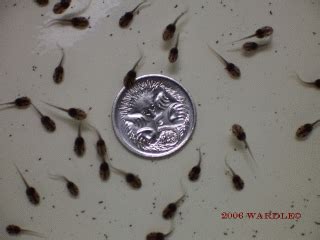 Raising Green Tree Frog Tadpoles Green Tree Frogs