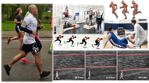 Dynamic Ultrasound Skeletal Muscles Analysis During Human Locomotion