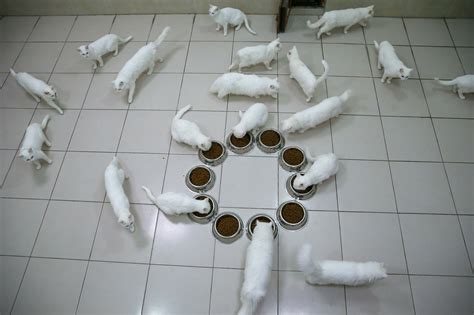 The Most Bizarre Amazon Alexa Skills Right Now Mashable