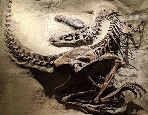 Understanding The Fossil Record Bias Part I Fossilizations