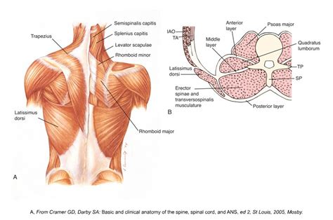 Thoracolumbar Fascia Layers