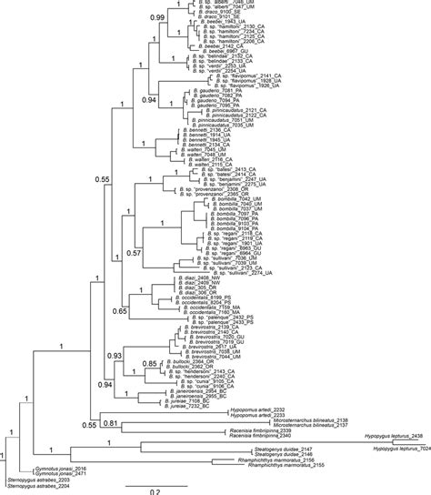 Bayesian Inference Phylogeny For Brachyhypopomus Based On Download