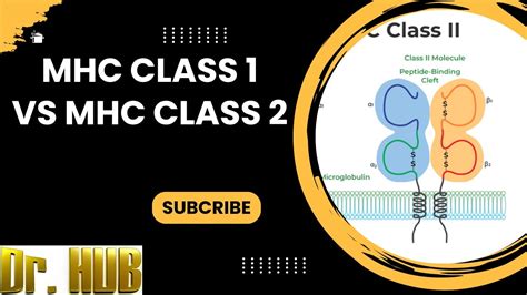 Mhc Class 1 Vs Mhc Class 2 Youtube