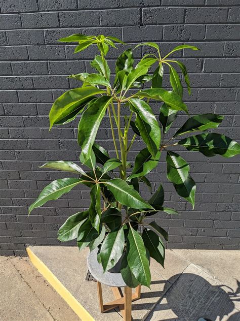 Tupidanthus Calyptratus 200mm