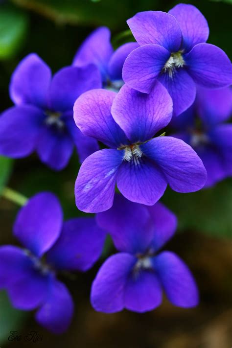 Violet Flower Symbol Of Modesty And Faith Pics Of Violets Purple