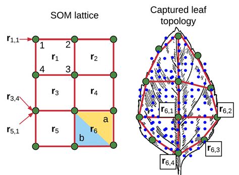 the self organized map som lattice left is adapting to the surface