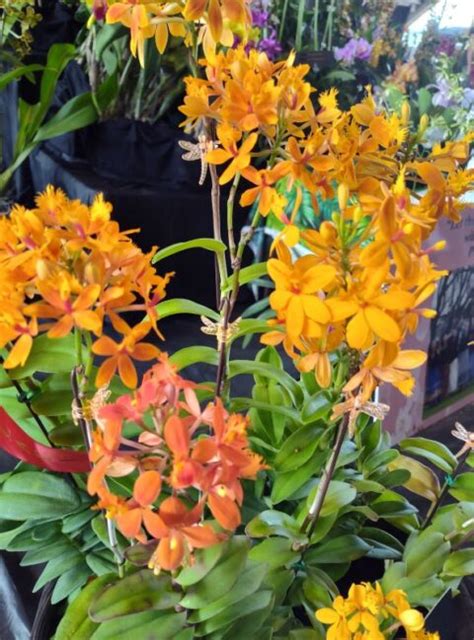 Hawaiian Orchids This Hawaii Life