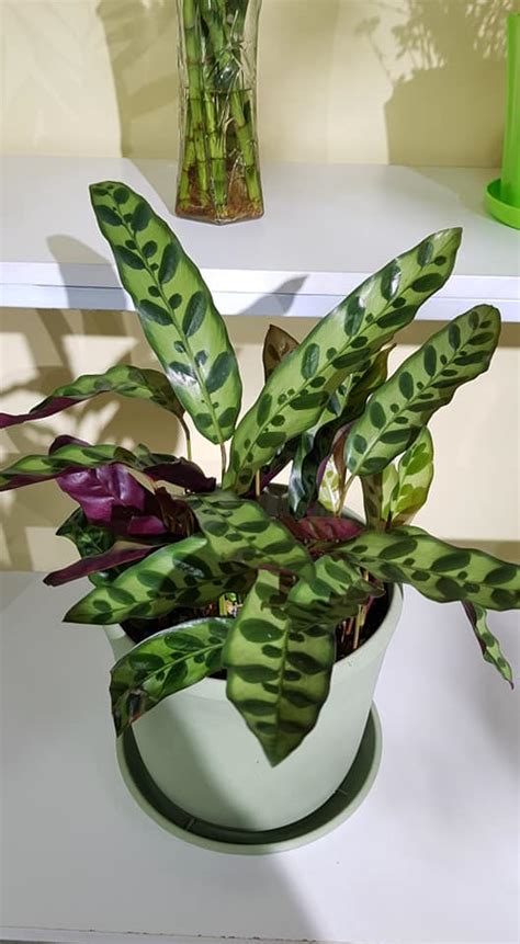 АЗ ЖАРГАЛТАЙ ЦЭЦЭГС дэлгүүрт Аз жаргалтай цэцэгс