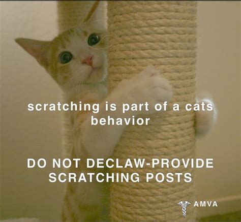 Understanding Cat Behavior
