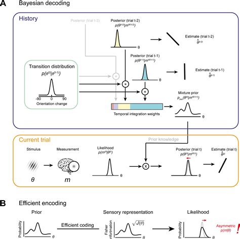 Figures And Data In A Bayesian And Efficient Observer Model Explains Concurrent Attractive And