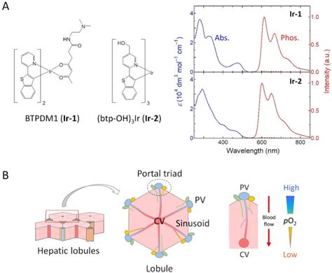 In Vivo O2 Imaging In Hepatic Tissues By Phosphorescence Lifetime Imaging Microscopy Using Ir