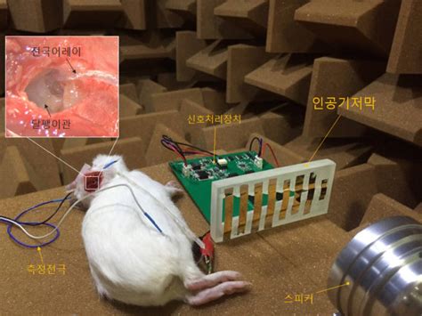 dgist 마찰전기 이용한 차세대 인공와우 제작 기술 개발 전자신문