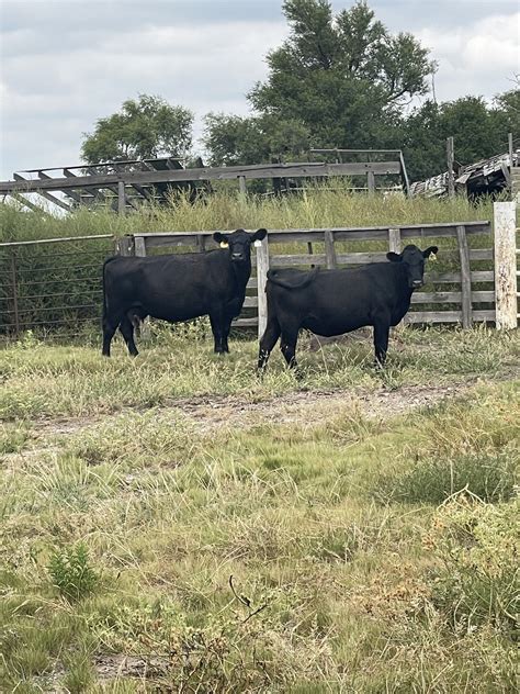 Extension To Offer Two Sessions On Artificial Insemination In Cattle