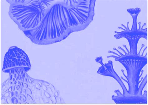 Los Hongos Como Especies Compañeras Crisi