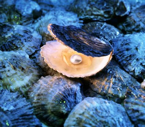 Морские устрицы (53 фото) - 53 фото