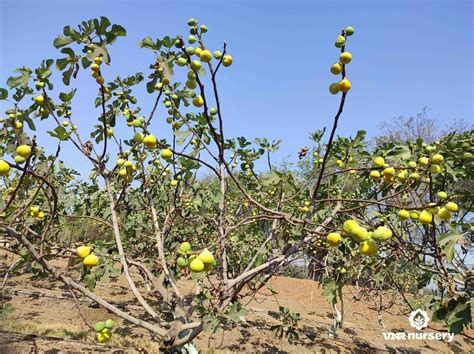 Fig Excel VNR Nursery