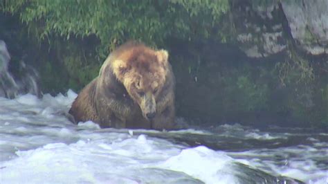Brooks Falls Brown Bears Cam 07 22 2018 100118 110119 Youtube