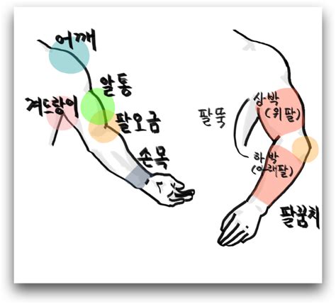 팔과 손의 각 부분 명칭 팔 손 어깨 팔뚝 부분 영어 명칭 포함