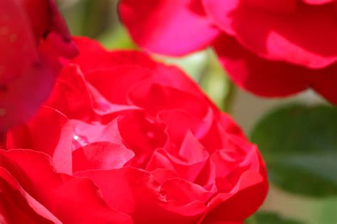 여름 정원에서 성장하는 빨간 장미 꽃 꽃봉오리 장미 무리 빨간 꽃잎 흐린 녹색 원예 벽지 배경 발렌타인 데이 로맨스 꽃꽂이 꽃다발 고립 된 장미 부시 관목 야외에서 성장하는