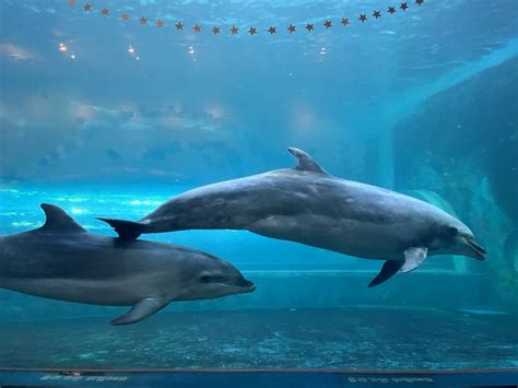 12마리 중 8마리 죽은 장생포 고래생태체험관 지금은 달라졌을까