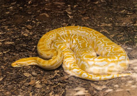 Yellow Python Images Browse Stock Photos Vectors And Video Adobe Stock