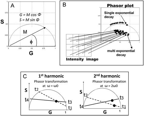 The Phasor Representation Method The Phasor Plot Coordinates Are S M
