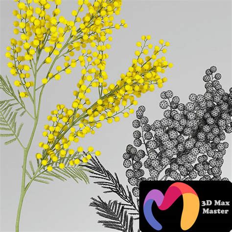 Mimosa 3d Max 3dmaxter