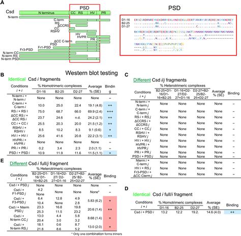 Recognition Of Polymorphic Csd Proteins Determines Sex In The Honeybee Science Advances