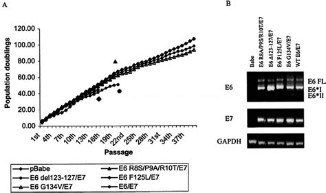 P53 Degradation By E6 Mutants Is Necessary And Suf Fi Cient For