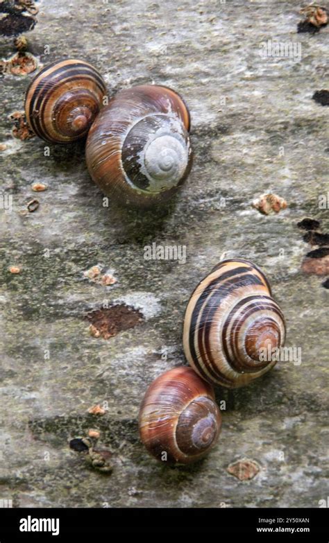 Polymorphism Four Grove Snails With Completely Different Colored