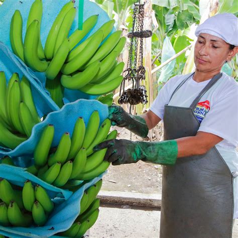 Process Banex Banex Group