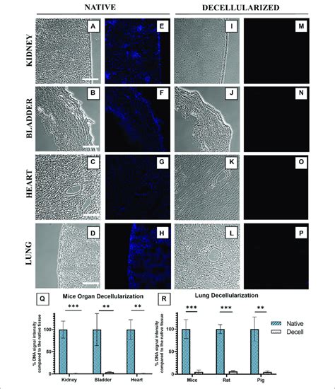 Effect Of The Decellularization Treatment With Sd On The Dna Signal