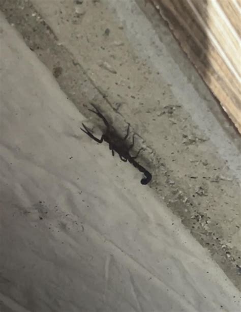 Anyone Able To Identify This Scorpion R Whatsthisbug