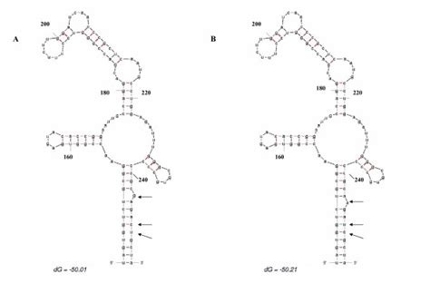 Prediction Of Stem Loop Iii Ires Rna Secondary Structure Mfold Results