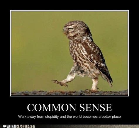 Funny Owl Quotes And Captions