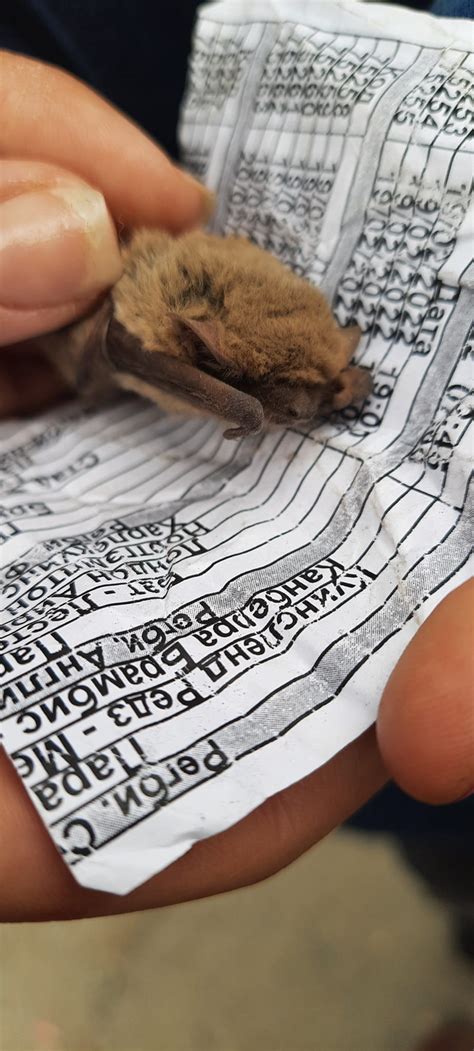 საქართველოს ველური ბუნება Wildlife In Georgia იქნებ დამეხმაროთ ეს პაწაწინა ღამურა ვიპოვე