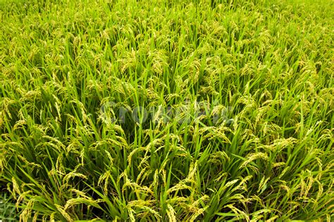 농촌 전원 풍경 벼 쌀 사진 이미지 일러스트 캘리그라피 달콤한 상상작가