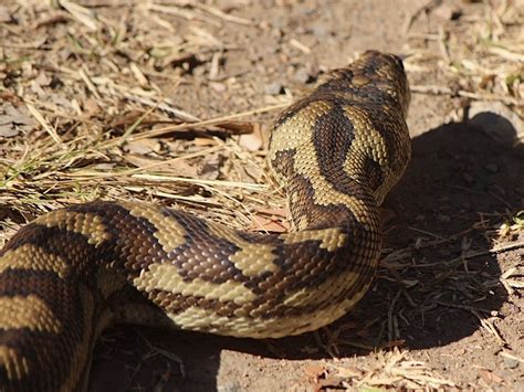 Python On Hervey S Range Townsville Hinterland