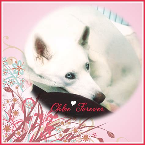 Chloe Forever The Cat Blogosphere