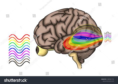 Humans Visual Perception Processing Initiated Form Stock Illustration