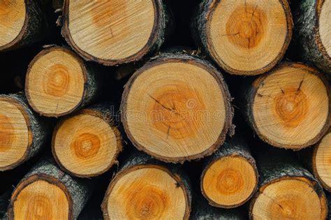 Freshly Cut Logs Displayed Circular Patterns Neural Network Ai