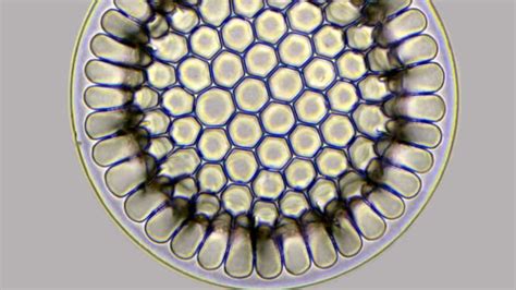 It Turns Out That Single Celled Organisms Are Having Sex Too Mental Floss