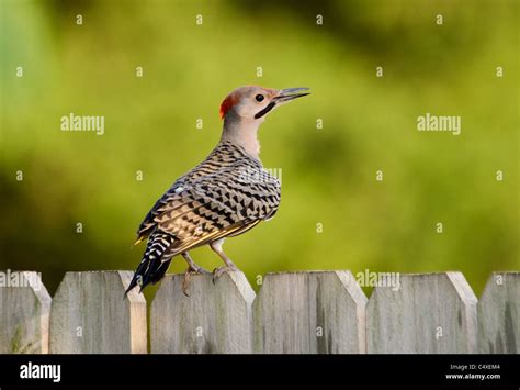 Northern Flicker Juvenile Female